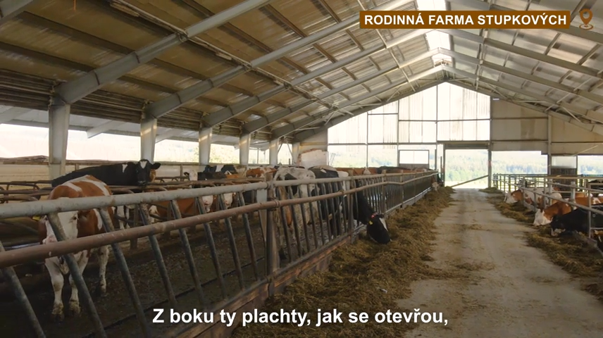 Venkovní odchov a vzdušné stáje | Stream